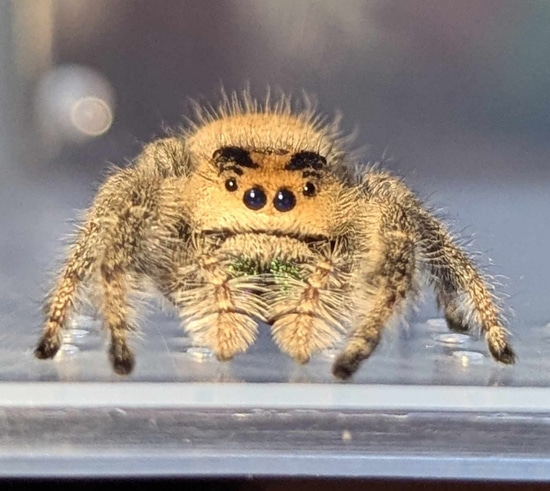 Helena - Gravid Female Phidippus Regius - Regal Jumping Spider by ...