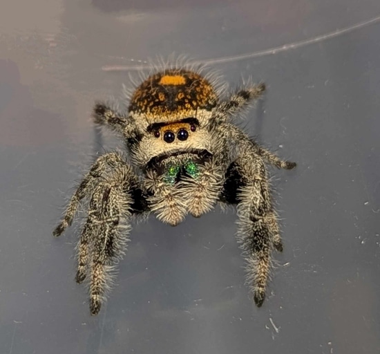 Maddie - Proven/Gravid Female Phidippus Regius - Regal Jumping Spider ...