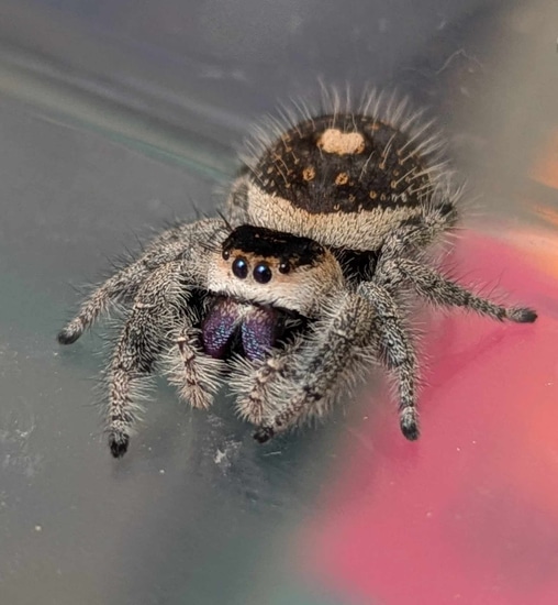 Georgie - Gravid Female Phidippus Regius - Regal Jumping Spider by ...