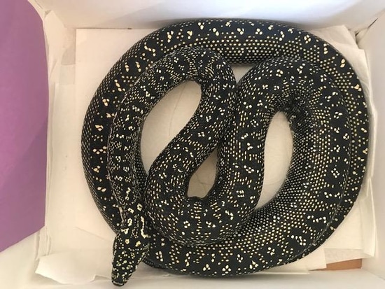 Diamond Python, 9lb Diamond Carpet Python by California homezoo reptiles