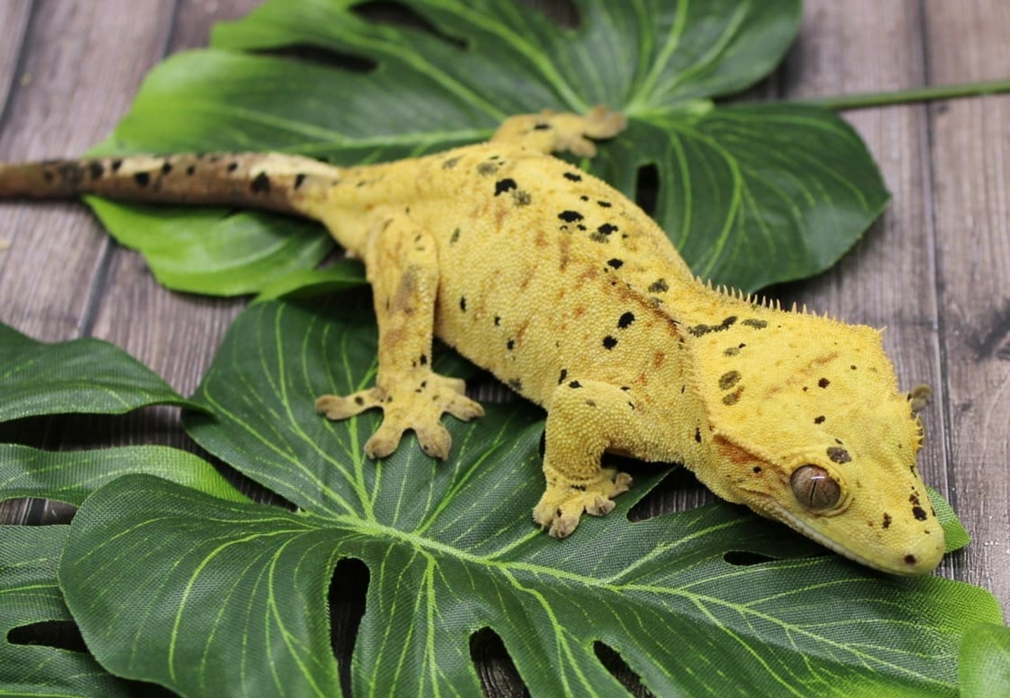 Proven Yellow Dalmatian Crested Gecko by Christa's Critters - MorphMarket