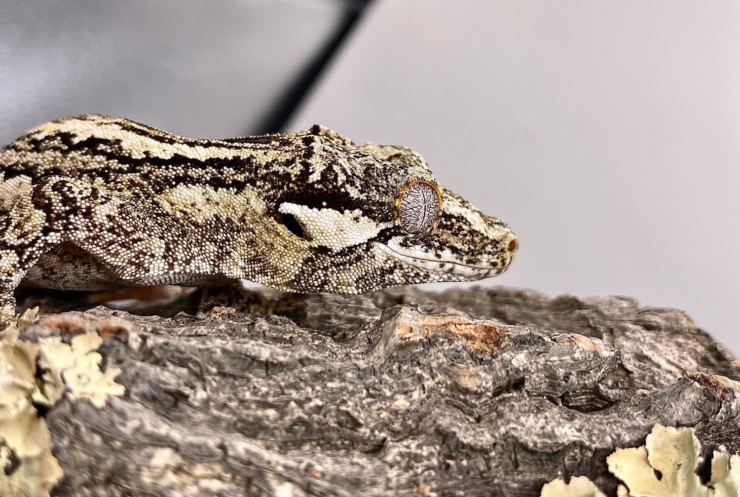 Super Stunning Super Striped Gargoyle Gecko by Musical Reptiles ...