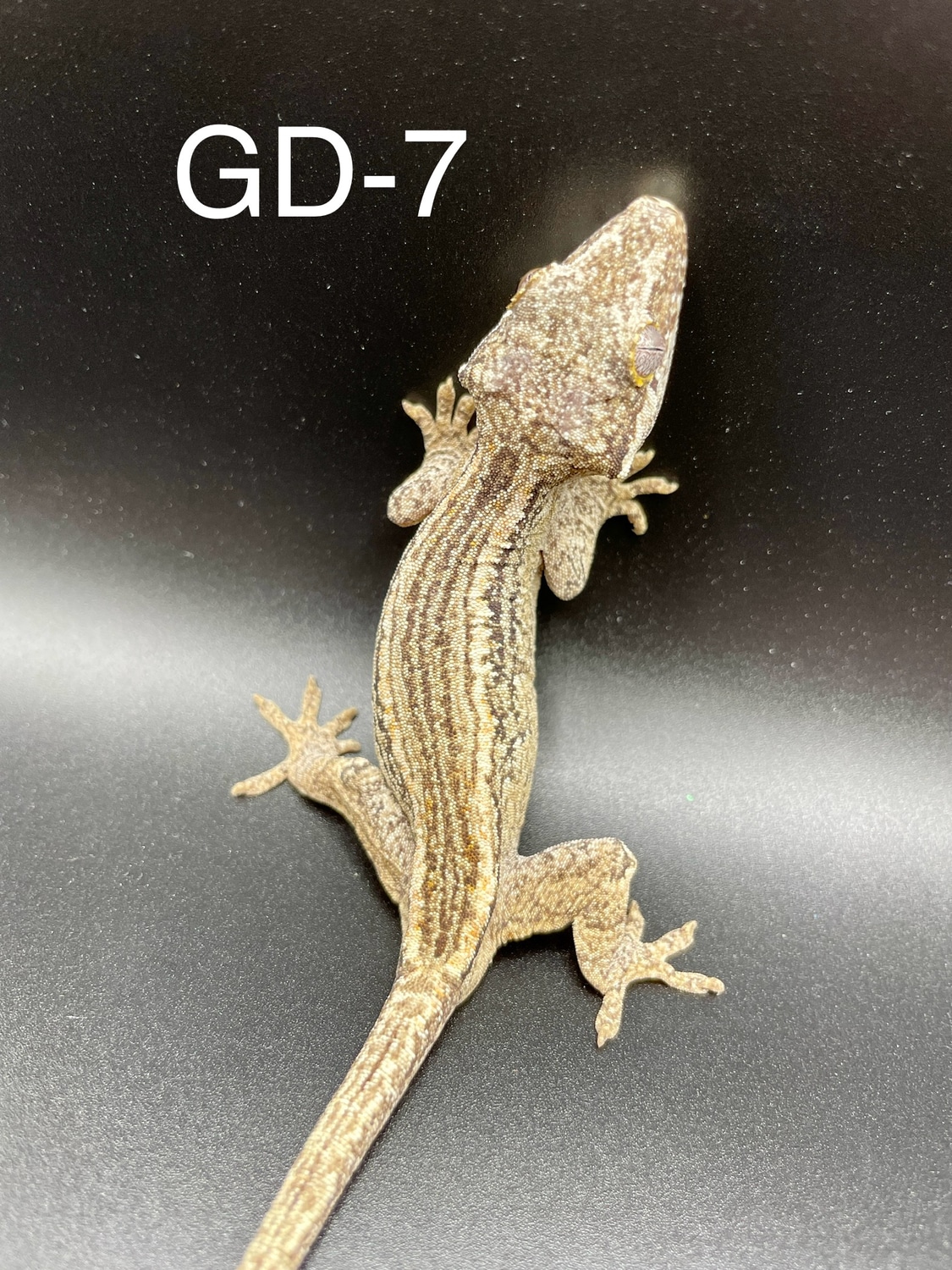 Super Stripe Garg Gargoyle Gecko by Musical Reptiles - MorphMarket