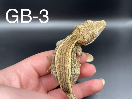 Garg Sub Adult GB-3 Gargoyle Gecko by Musical Reptiles