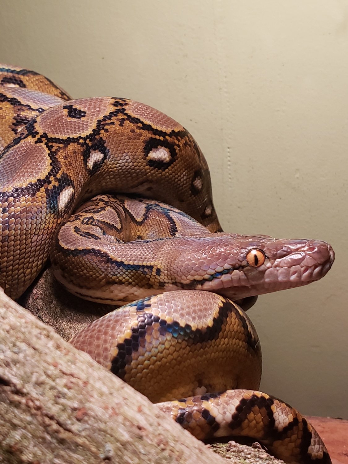 Sunfire 30% Dwarf Mainland Reticulated Python by D & H Reptile ...