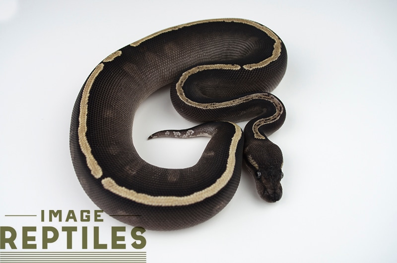 GHI Mojave Het Lavender Pied Ball Python by Image Reptiles - MorphMarket
