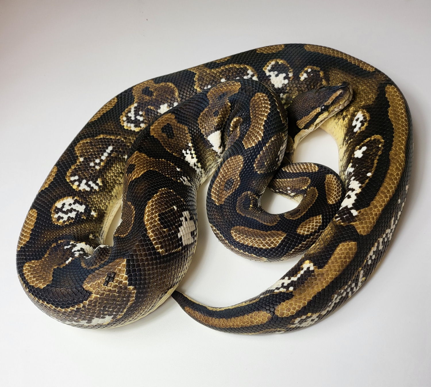 Sugar Ball Python by Image Reptiles - MorphMarket
