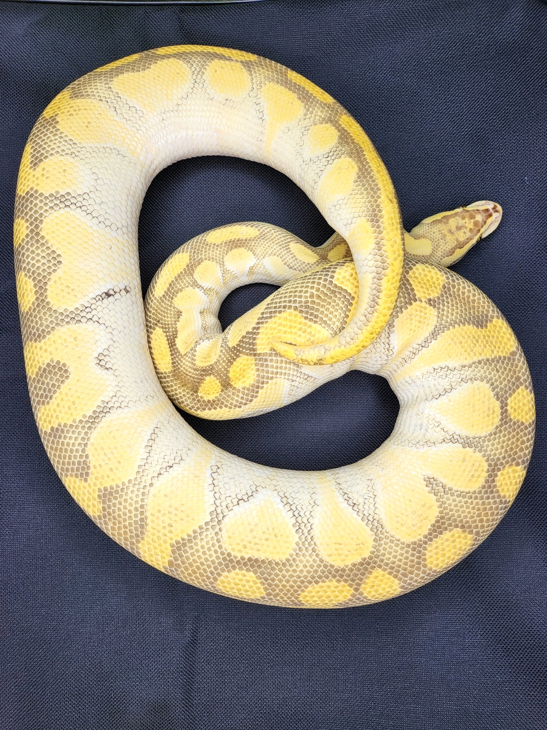 Pastel Lesser Enchi Yellowbelly Ball Python by Image Reptiles - MorphMarket