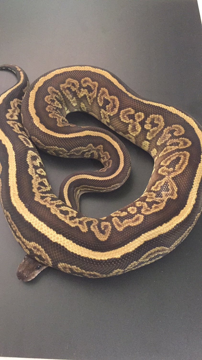 Black Onyx Ball Python by Imagine Pythons - MorphMarket