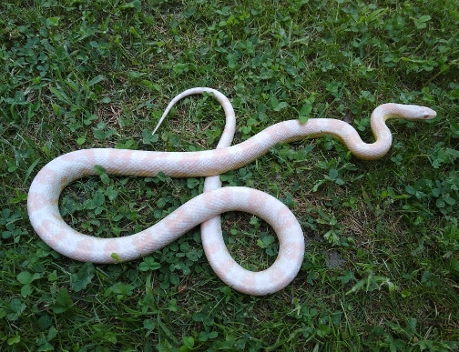Red Factor Snow Het Motley Ph Hypo Or Strawberry Corn Snake by T. Rex's ...