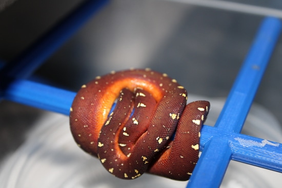 Designer CBB Green Tree Python by Perched-Up Pythons