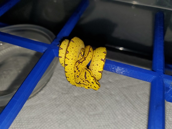 Designer Green Tree Python by Perched-Up Pythons