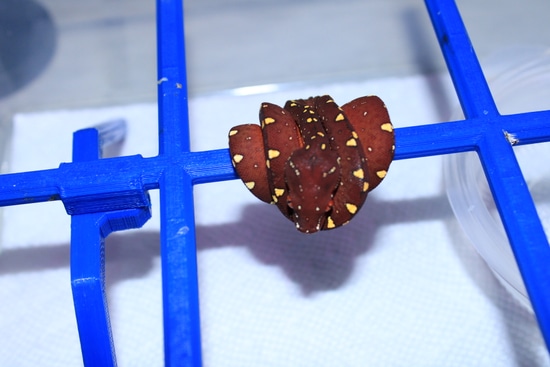 CBB Designer Green Tree Python by Perched-Up Pythons