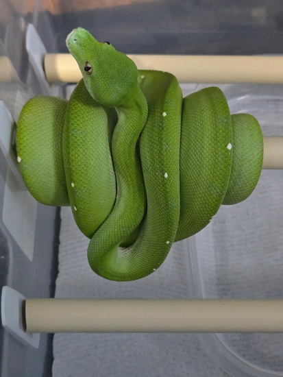Merauke Green Tree Python by Perched-Up Pythons