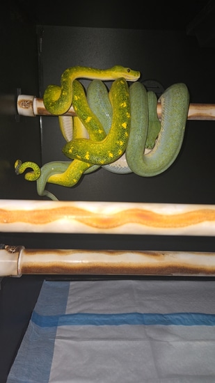 2x 2023 Designers Green Tree Python by Perched-Up Pythons
