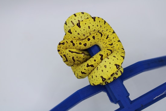 Merauke X Blueline Green Tree Python by Perched-Up Pythons