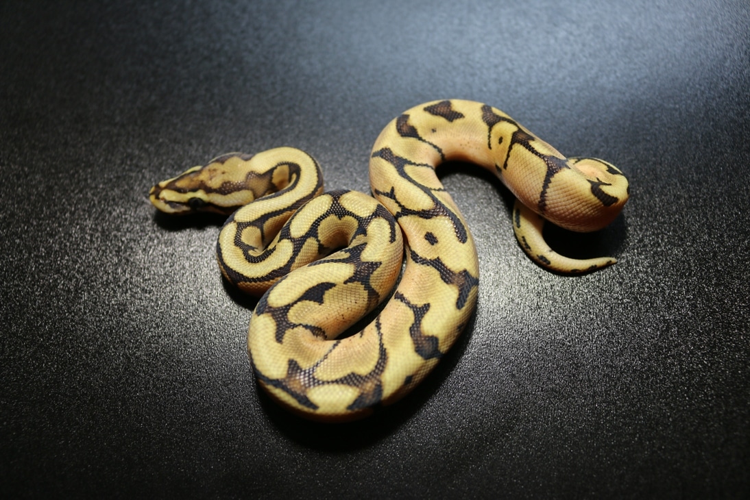 Mojave Spider Ball Python by Regius Creations - MorphMarket