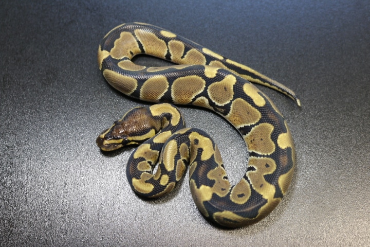 Double Het Lavender Axanthic Ball Python by Regius Creations - MorphMarket