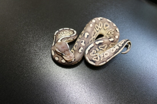 Pewter Ball Python by Regius Creations