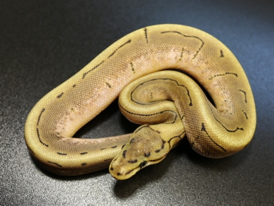 Spinner Het VPI Axanthic Ball Python by Regius Creations