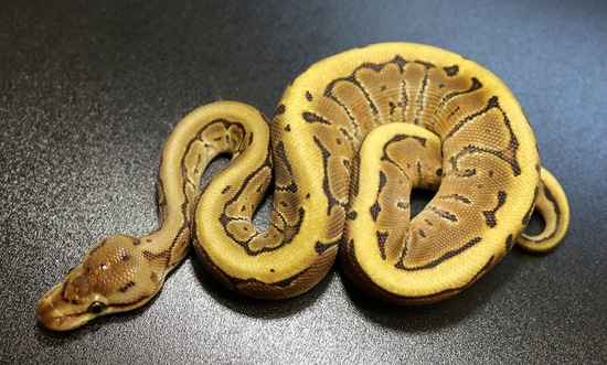 Hidden Gene Woma Pinstripe Yellowbelly Or Specter Ball Python by Regius ...
