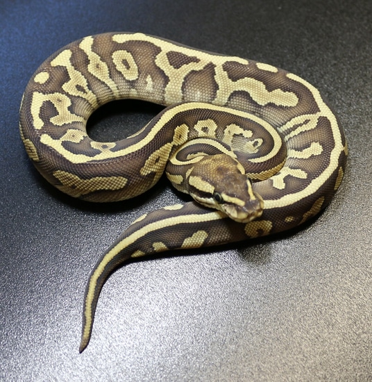 Leopard Lesser Ball Python by Regius Creations