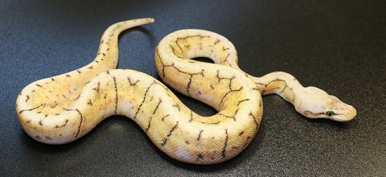 GHI Spinnerblast Ball Python by Regius Creations