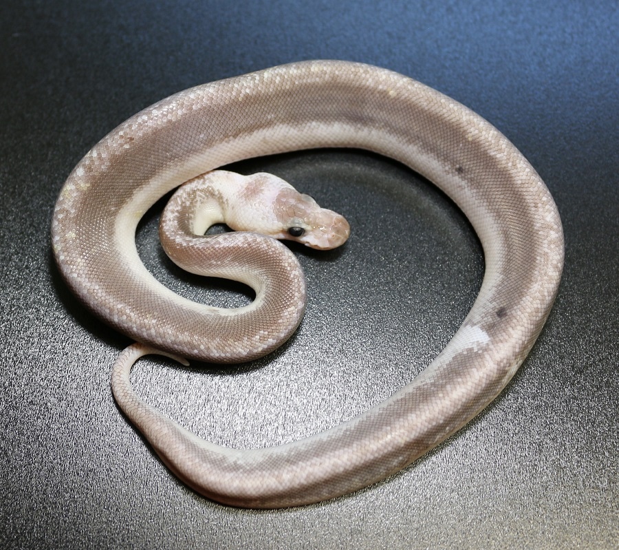 Super Cinnamon Spinnerblast Ball Python by Regius Creations - MorphMarket