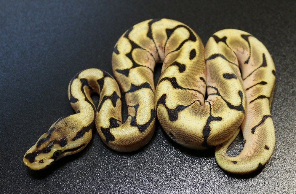 Enchi Spider Ball Python by Regius Creations - MorphMarket