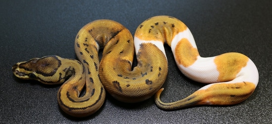 Pinstripe Pied Ball Python by Regius Creations