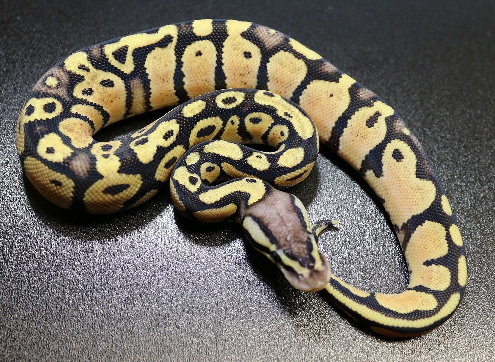 Pastel Vanilla Ball Python by Regius Creations - MorphMarket