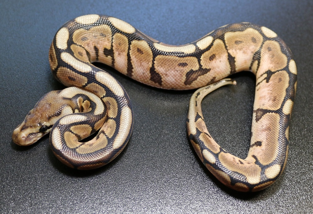 Cinnabee Ball Python by Regius Creations - MorphMarket