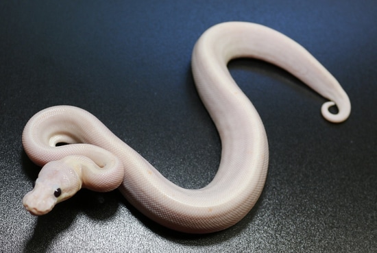 Super Cinnamon Coral Glow Possible Bumblebee Ball Python by Regius ...