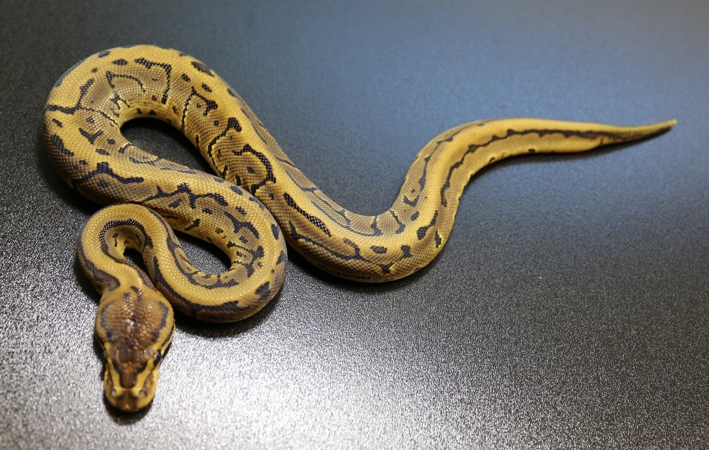Leopard Pinstripe Ball Python by Regius Creations - MorphMarket