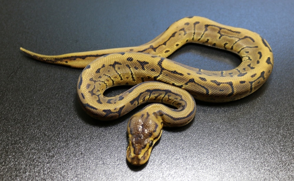 Leopard Pinstripe Ball Python by Regius Creations - MorphMarket