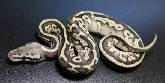Pastel Lesser Leopard Ball Python by Regius Creations