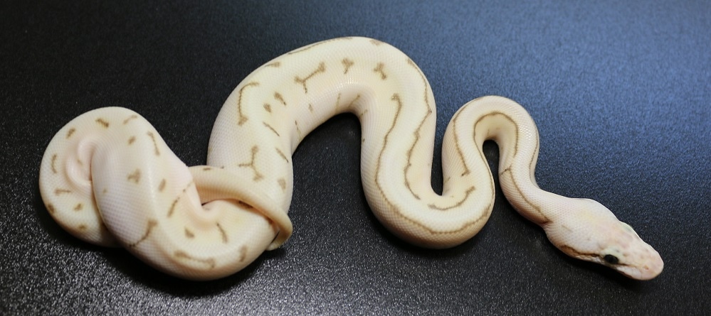 Queenspin Possible Cinnamon Ball Python by Regius Creations - MorphMarket