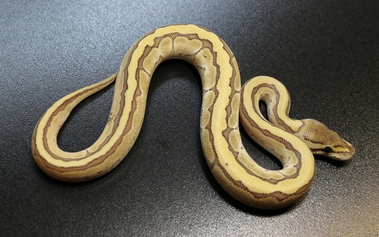 Kingpin Ball Python by Regius Creations