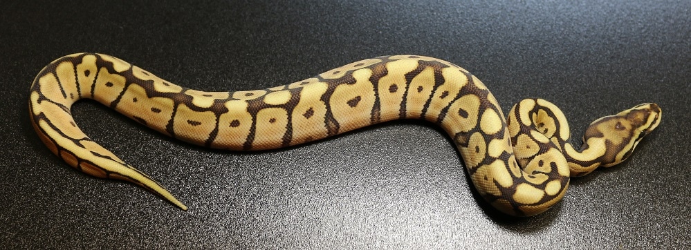 Mojave Spider Het Ultramel Ball Python by Regius Creations - MorphMarket