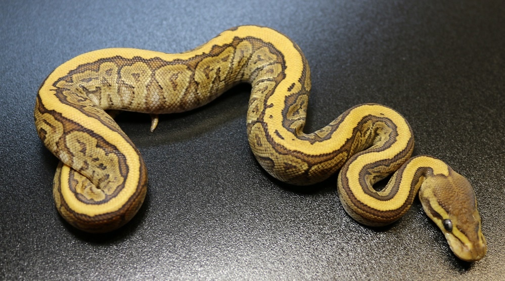Jigsaw Specter Or Yellowbelly Ball Python by Regius Creations - MorphMarket