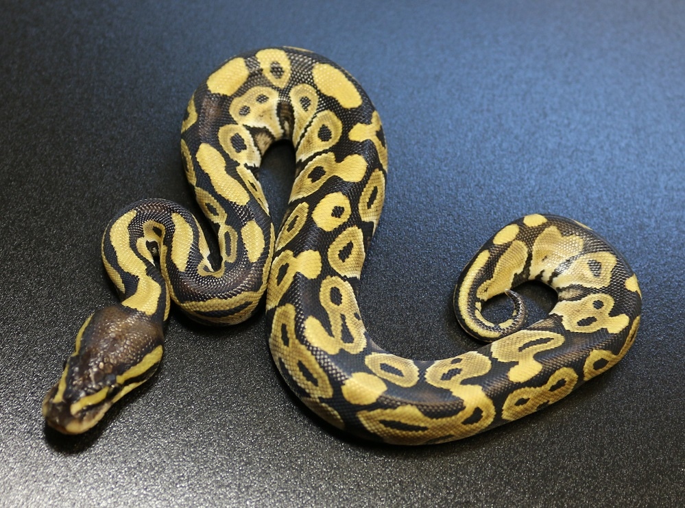 Mocha Ball Python by Regius Creations - MorphMarket