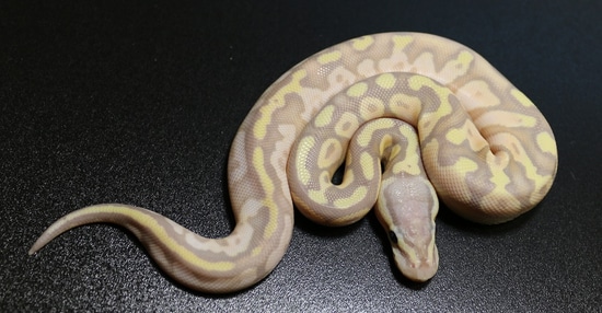 Coral Glow Pastel Calico Ball Python by Regius Creations