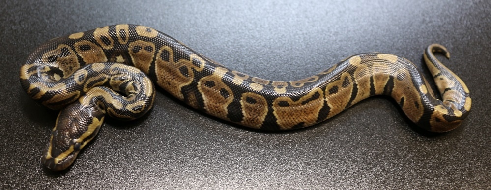 Normal Ball Python by Regius Creations - MorphMarket
