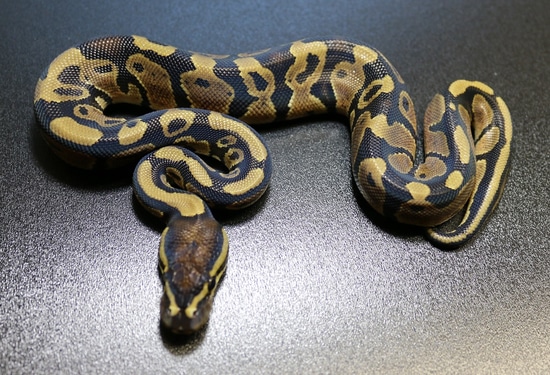 Normal Ball Python by Regius Creations