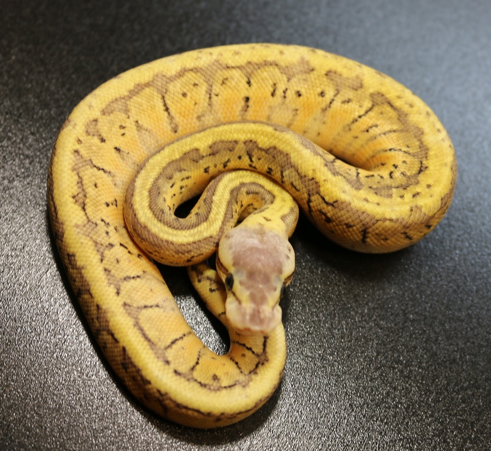 Lemonblast Yellowbelly Het Clown Ball Python by Regius Creations ...