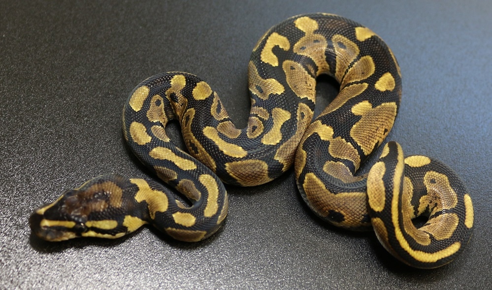 Normal Ball Python by Regius Creations - MorphMarket