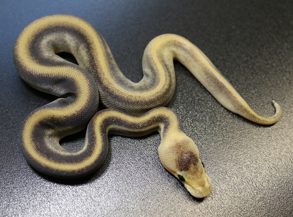 Champagne Pinstripe Het VPI Line Axanthic Ball Python by Regius ...