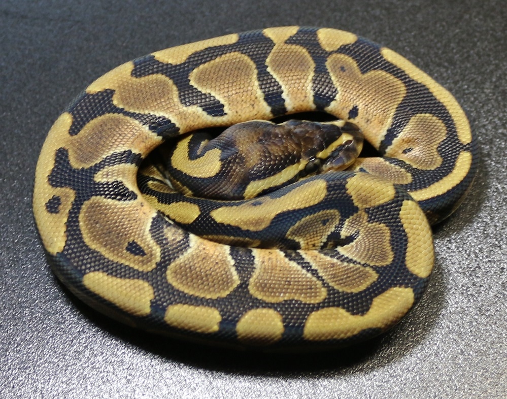 Normal Ball Python by Regius Creations - MorphMarket