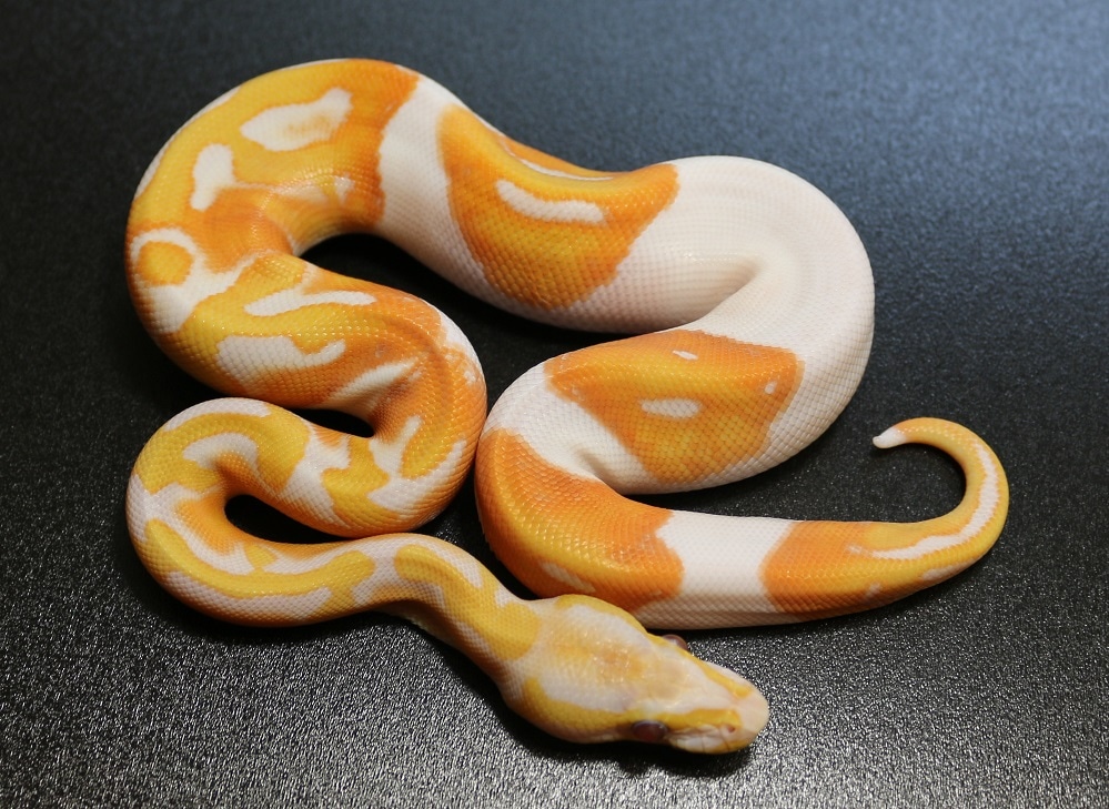 Dreamsicle Ball Python by Regius Creations - MorphMarket