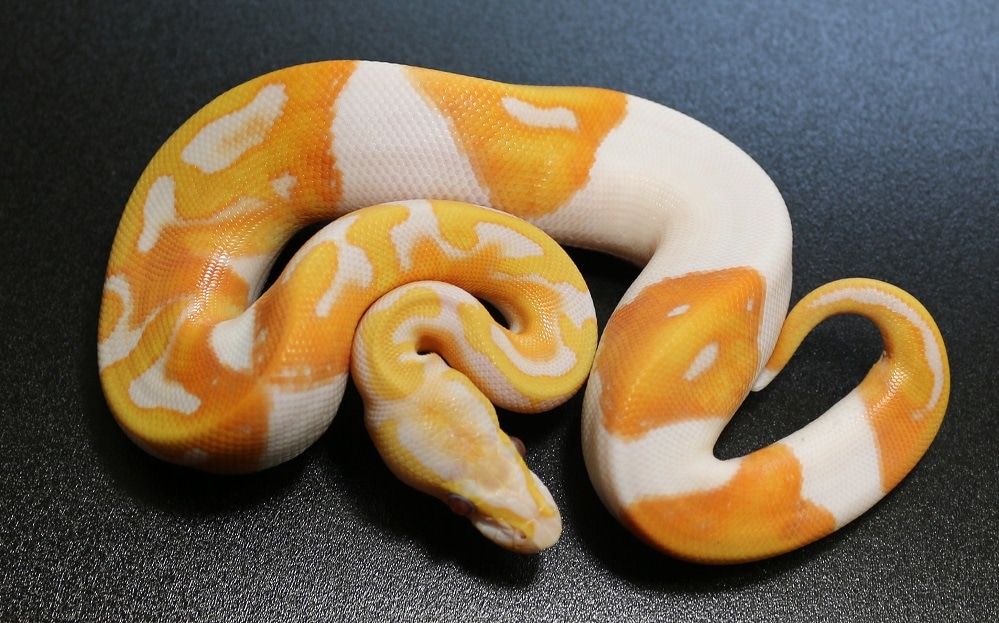 Dreamsicle Ball Python by Regius Creations - MorphMarket